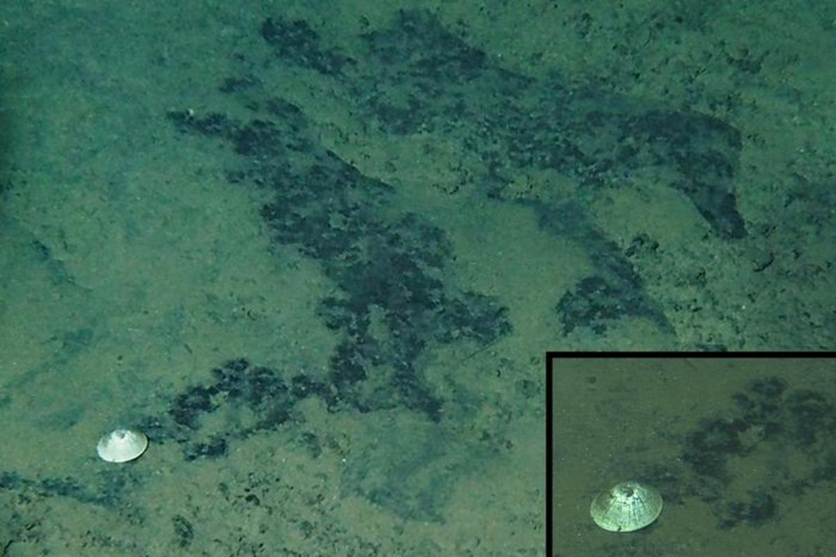 Meet the Record-Breaking Deep Sea Snail That Lives 6,000 Meters Below ...