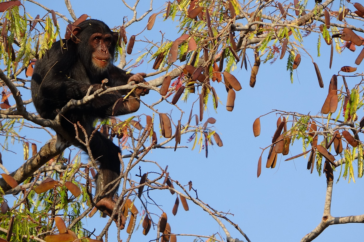 Some Early Hominins Evolved to Walk Upright While Still Living in Trees ...