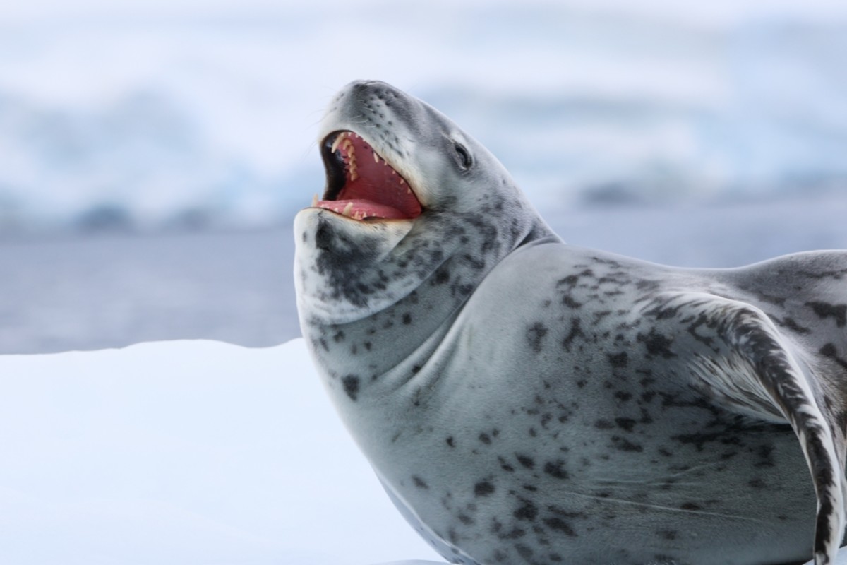 Male Leopard Seals Sing Underwater Nursery Rhymes For Up to 13 Hours a Day | Discover Magazine