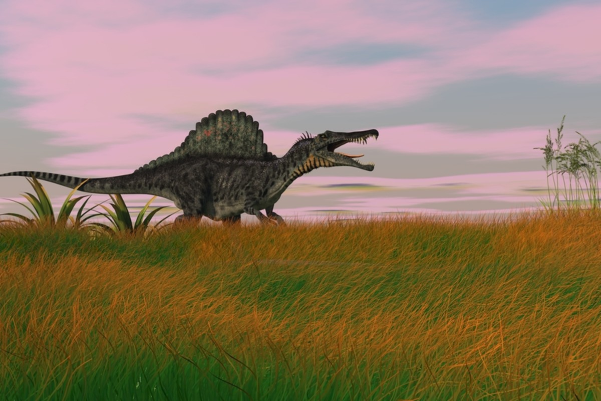 Theropods like Spinosaurus and Allosaurus Had Large Skulls but Weak ...