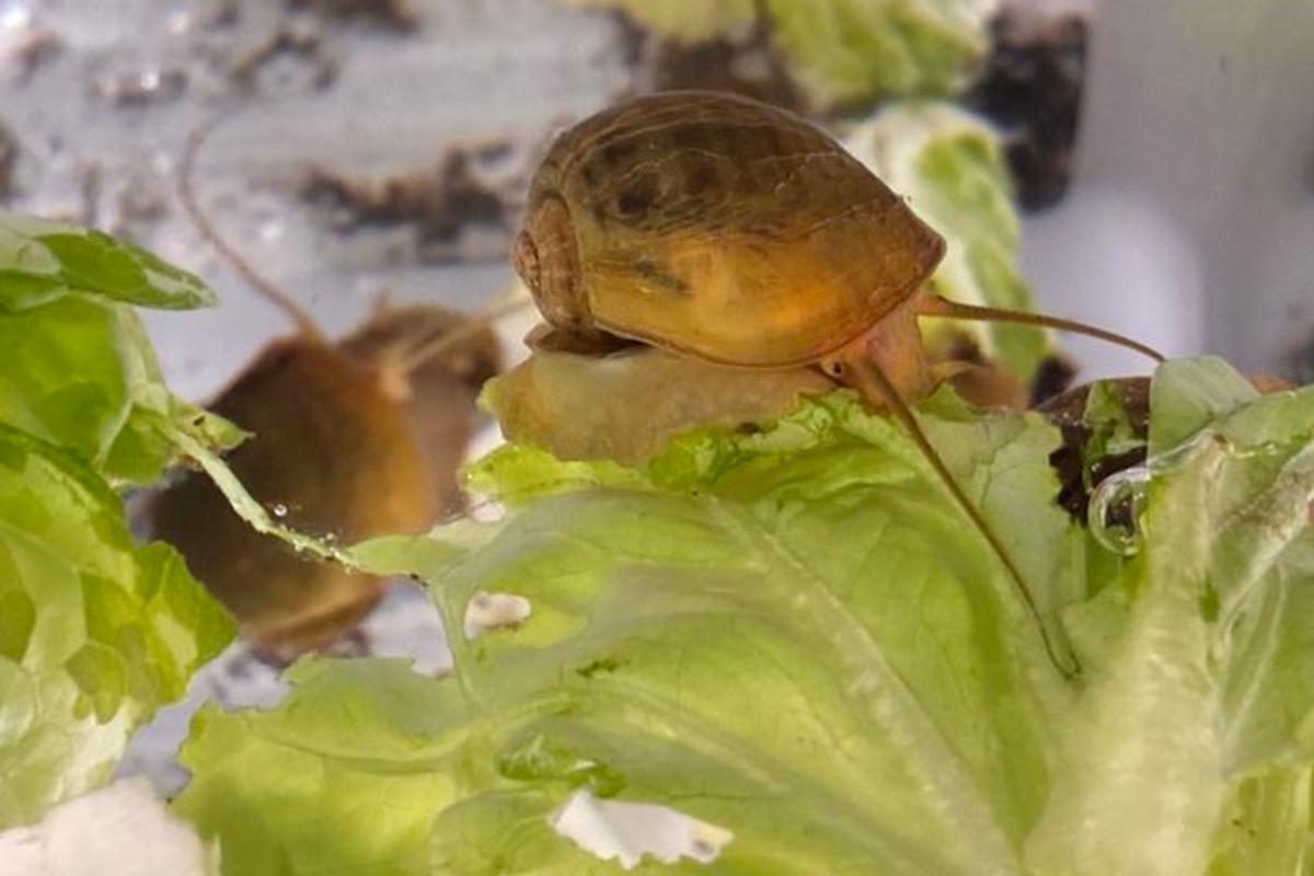 These Snails Can Regrow Their Eyes — Could They Help Treat Eye Injuries ...