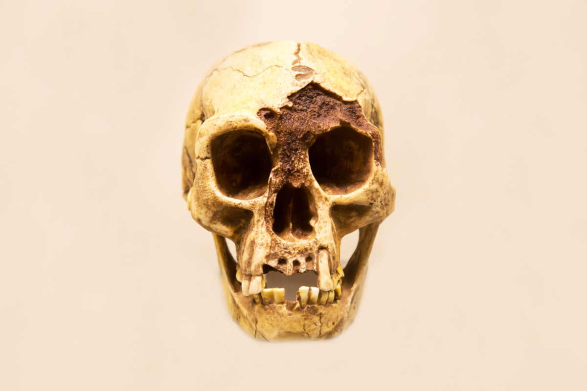 Hominins Moved Into the Neighborhood of the Hobbit Humans Around 1.04 ...