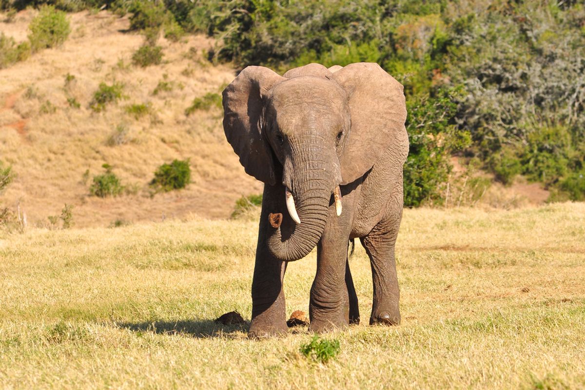 Elephants Ask Humans for Food Using Non-Verbal Gestures — A First in ...
