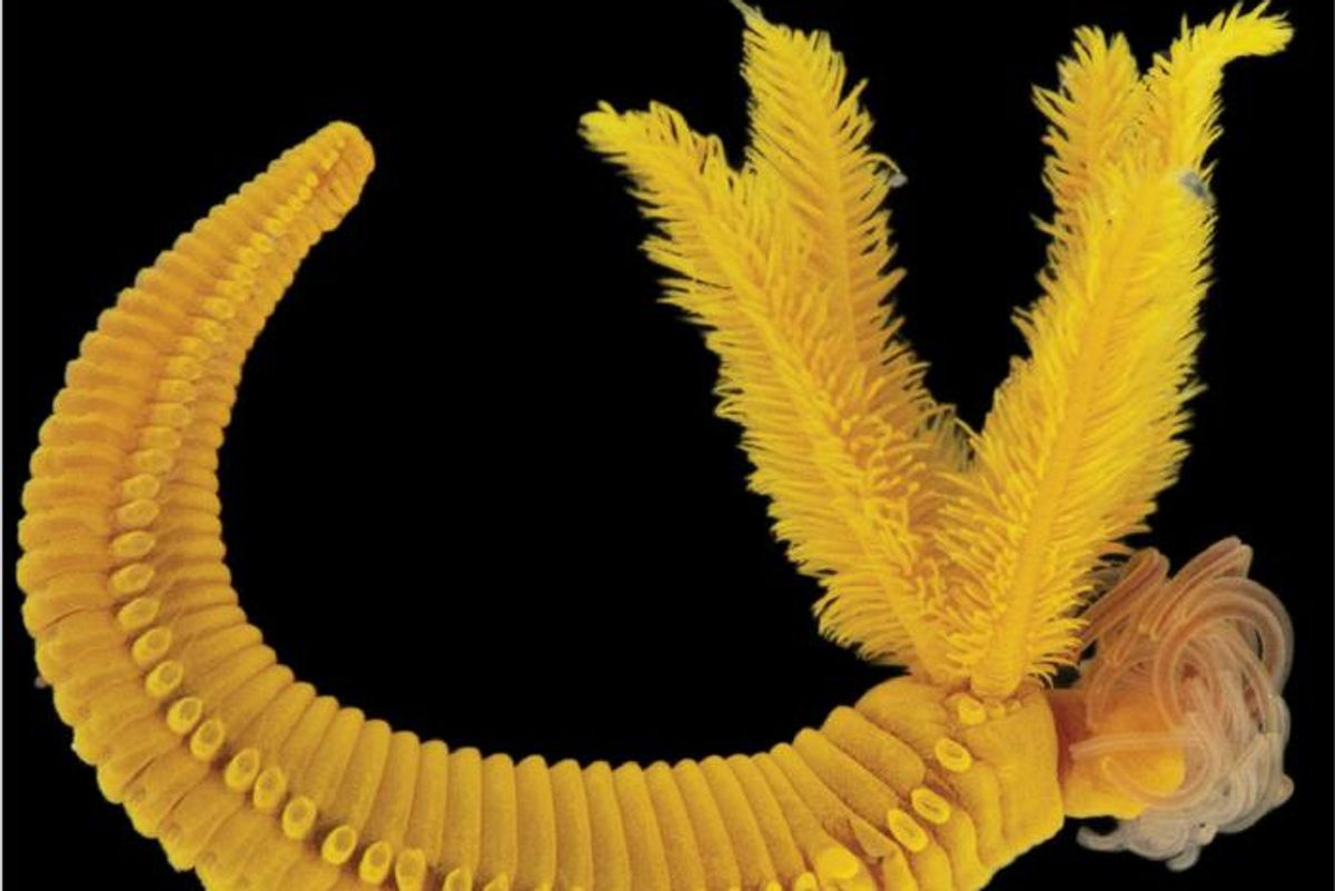 This Worm’s Golden Color Is Toxic, But Is Necessary to Survive in the ...