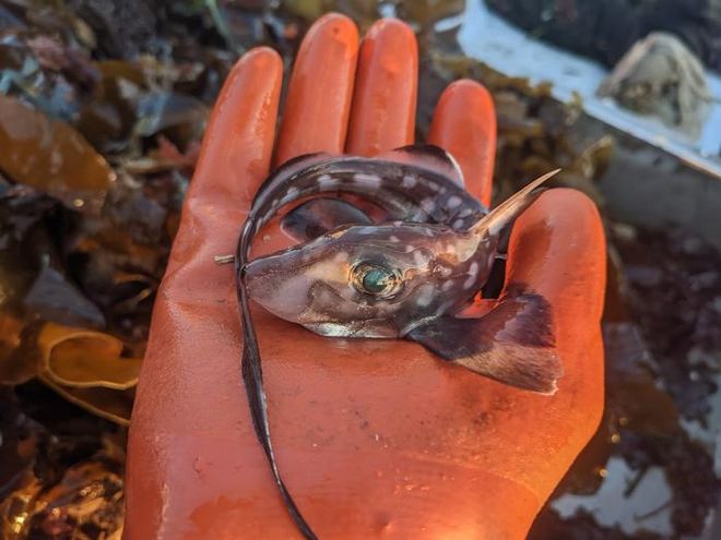Ghost Sharks Grow Retractable Teeth Out of Their Forehead – Not to Eat ...