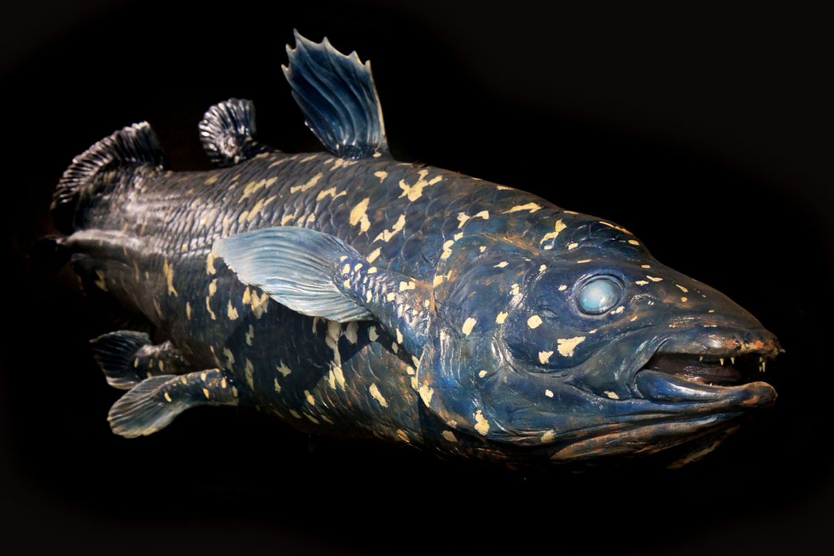 Fossils of Extinct Coelacanths Faced a Case of Mistaken Identity for ...