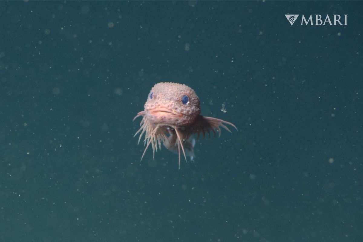 This Adorable Bumpy Snailfish Is One of Three New Species Discovered in ...