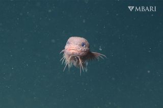 This Adorable Bumpy Snailfish Is One of Three New Species Discovered in ...