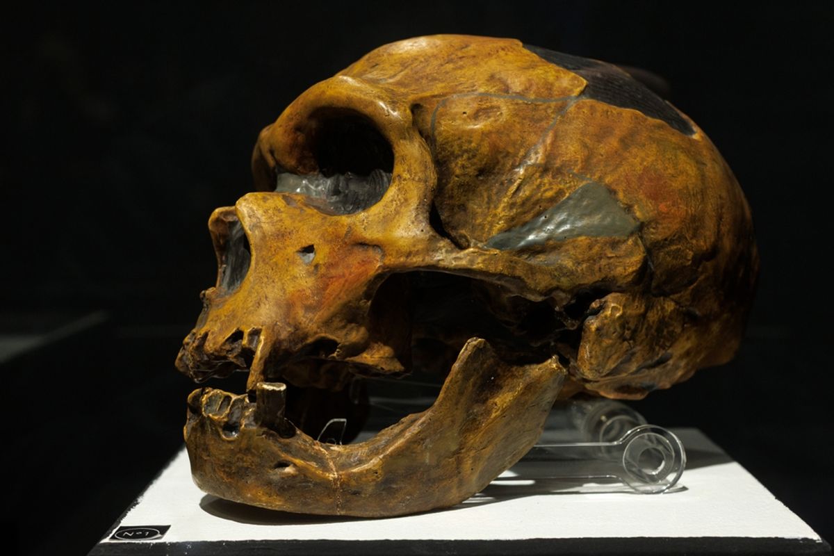 Humans Outlived Neanderthals Likely Because of Differences in Anatomy ...