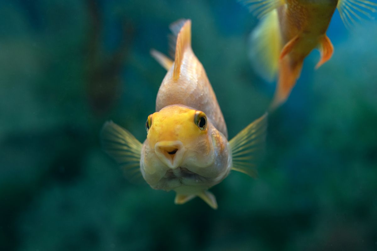 Do Fish Pee? | Discover Magazine