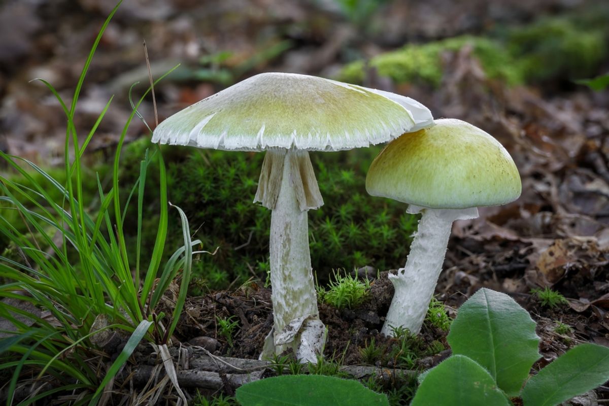 What Makes Death Cap Mushrooms the Deadliest in the World? | Discover ...