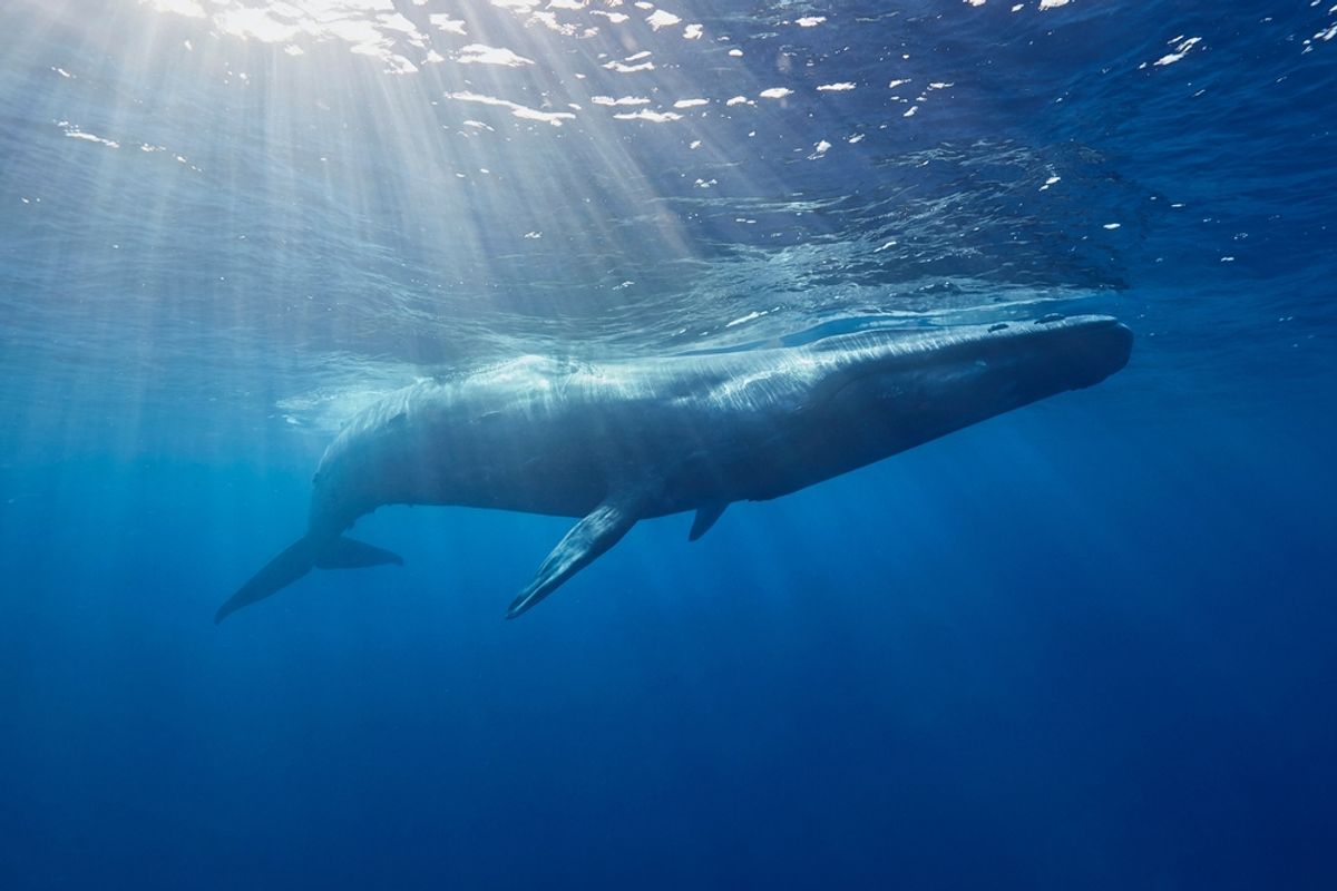Have Blue Whales Stopped Singing? Paying Attention to Their Songs Could ...