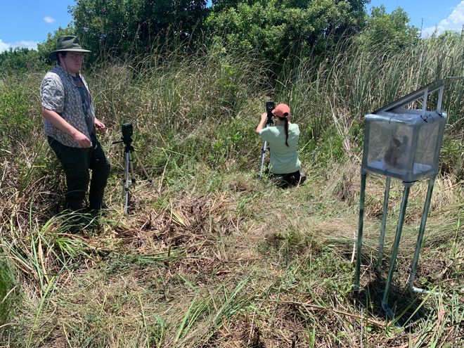 Robotic Rabbits Help Researchers Catch Invasive Pythons in the Florida ...