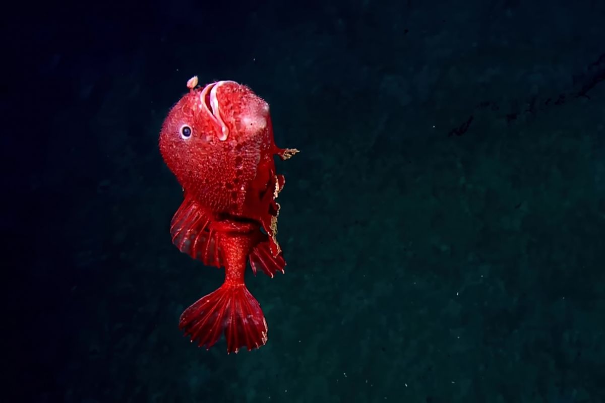 Using Deep Sea Submersibles, Researchers Have Uncovered an Almost Alien ...