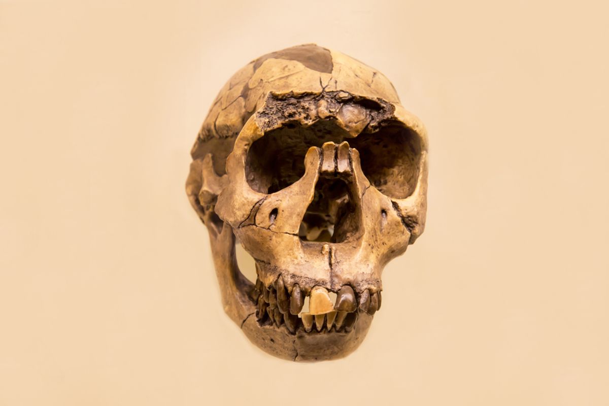 Homo Ergaster: The Early Human Who Looked Almost Like Us | Discover ...