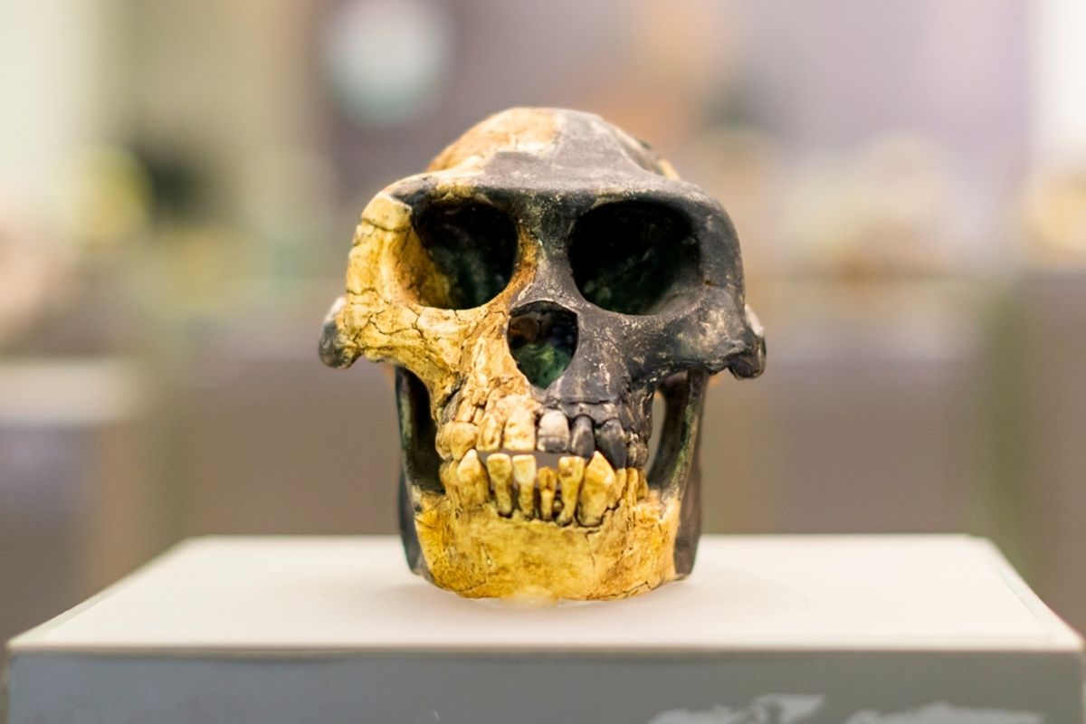 4.4-Million-Year-Old Ankle Holds Clues to How Our Ancient Ancestors Walked | Discover Magazine