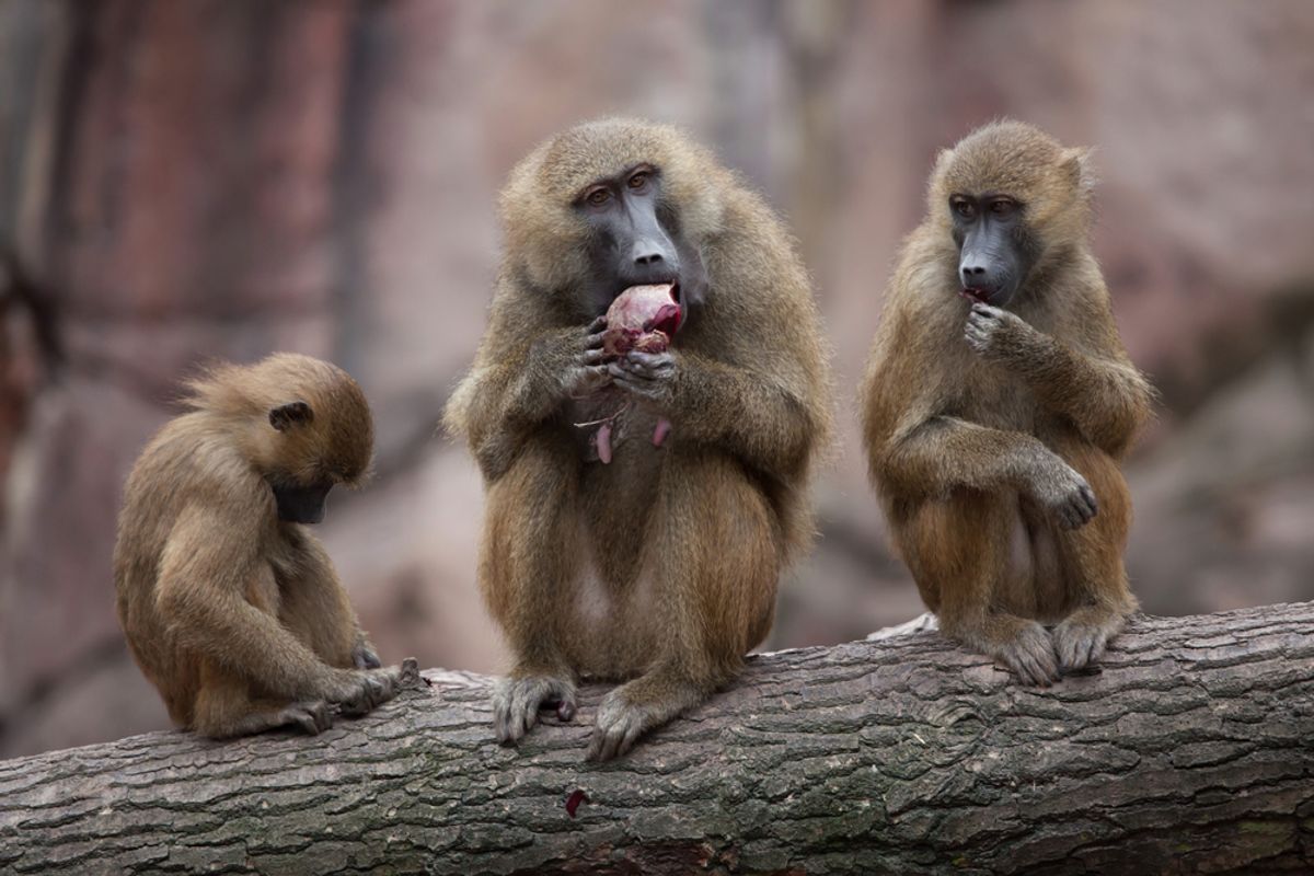 Guinea Baboons Share Meat to Family and Friends, Just as Early Human ...