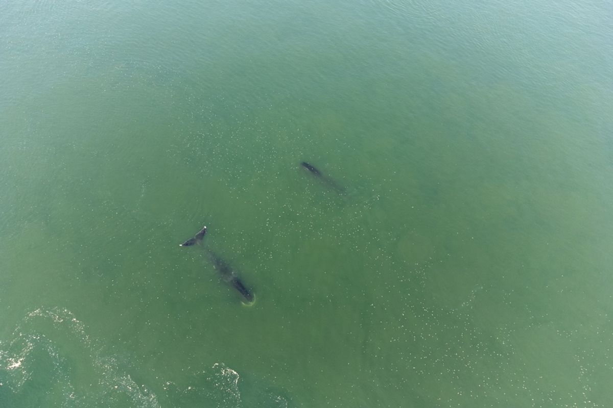 Bowhead Whales Can Live Up to 200 Years and Their DNA May Contain the ...