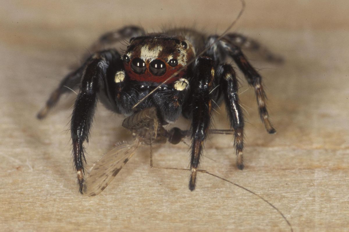 Vampire Spiders Obsess Over Human Blood, Pouncing on Mosquitoes to Get ...