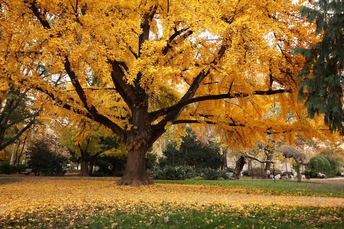 Prehistoric Trees That Survived Extinction — The Ginkgo and More Still ...