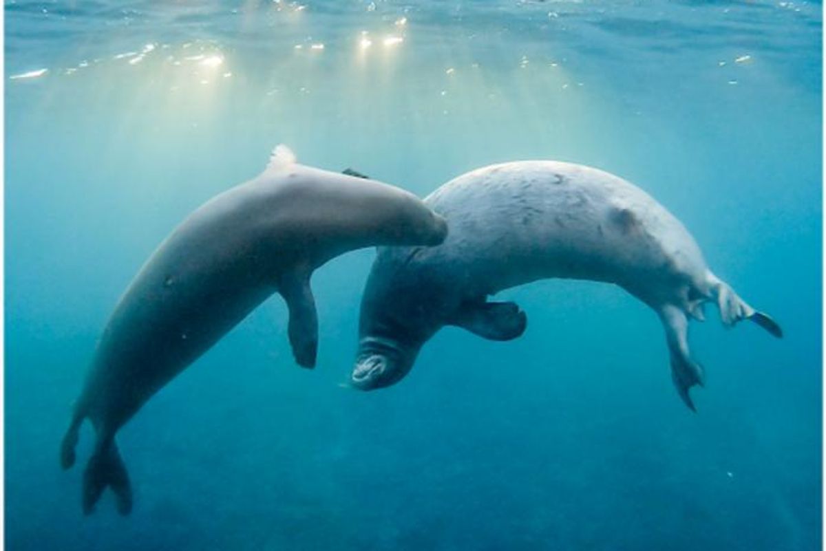 Monk Seals May Be Stringing Sounds Together Like Sentences | Discover ...