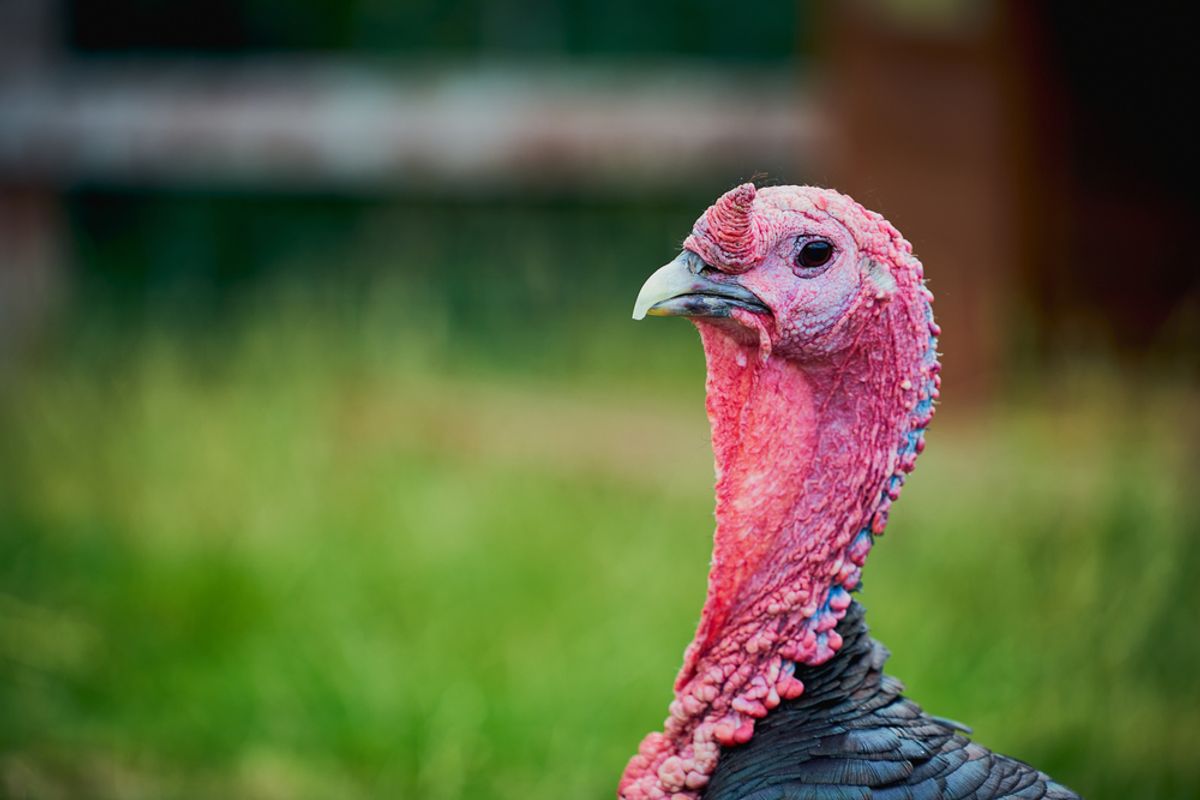 Turkeys Have a Strict Hierarchy, and Humans May Be at the Bottom of the ...