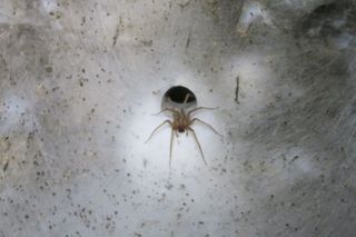 Over 100,000 Unlikely Spider Species in a Cave Built the Largest Web in ...