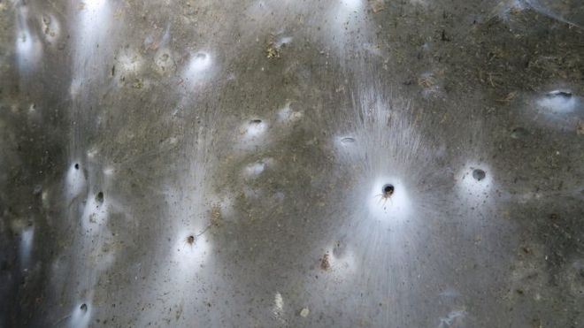 Over 100,000 Unlikely Spider Species in a Cave Built the Largest Web in ...