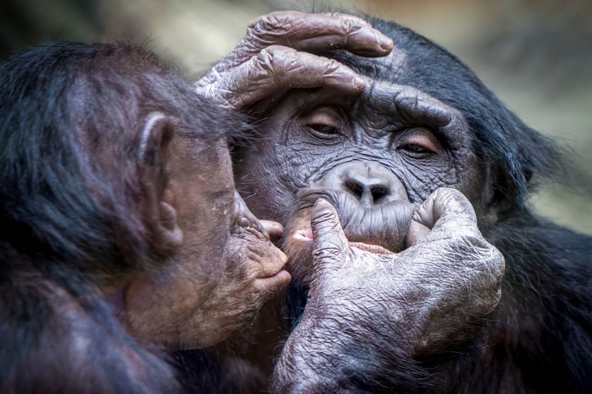Bizarre Origins of Kissing Trace Back 21 Million Years to Apes — And ...