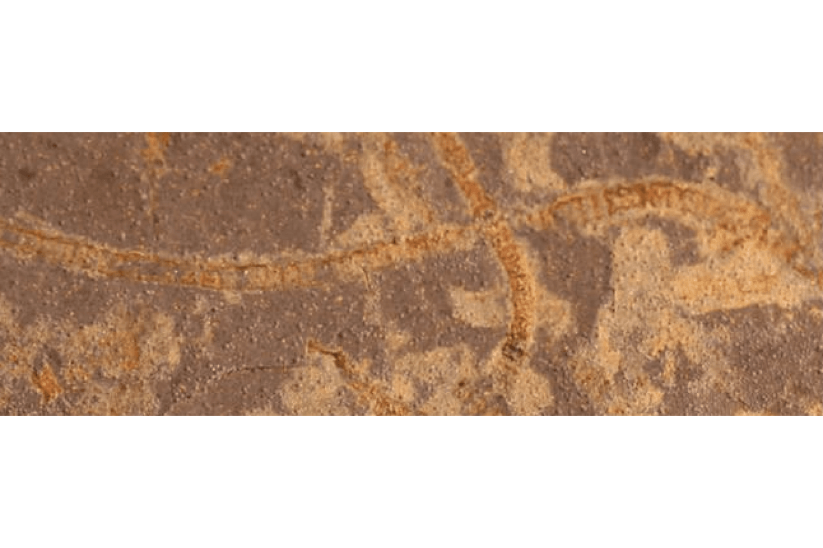 Unexpected Evidence of Life Found in 3.3-Billion-Year-Old Rocks Using ...