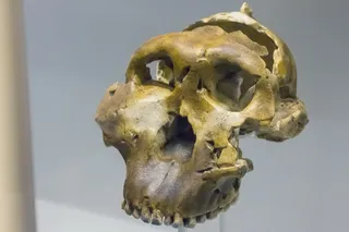 Theropods like Spinosaurus and Allosaurus Had Large Skulls but Weak ...