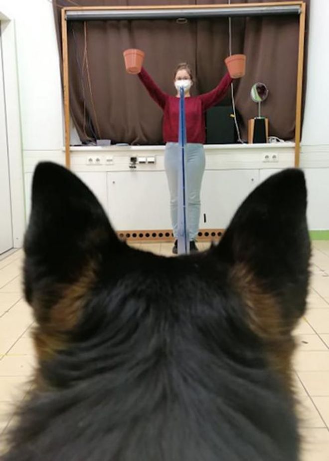 Dogs With ADHD-Like Traits Show Surprising Improvements After a Short ...