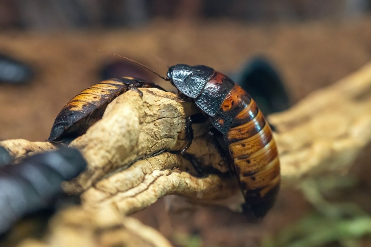 While Not Cute, Cockroaches Are Cuddly and Cluster Together to Stay ...