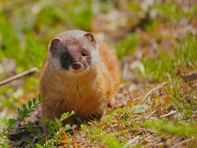 20 of the Cutest Animals on Earth – From Cuddly Rodents to Waddling ...