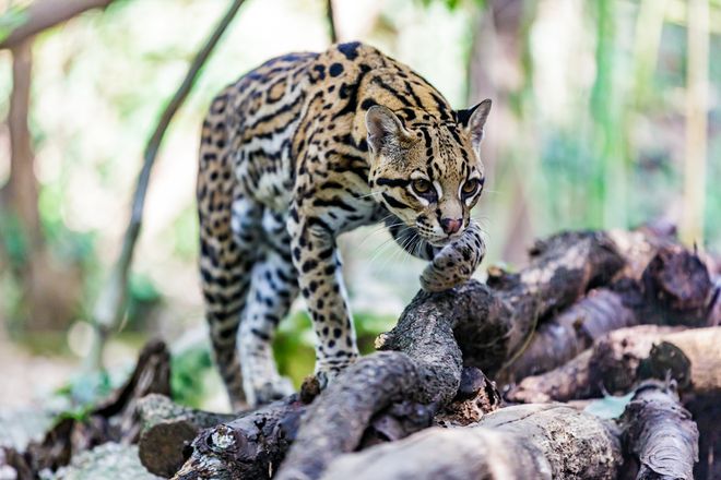 20 of the Cutest Animals on Earth – From Cuddly Rodents to Waddling ...