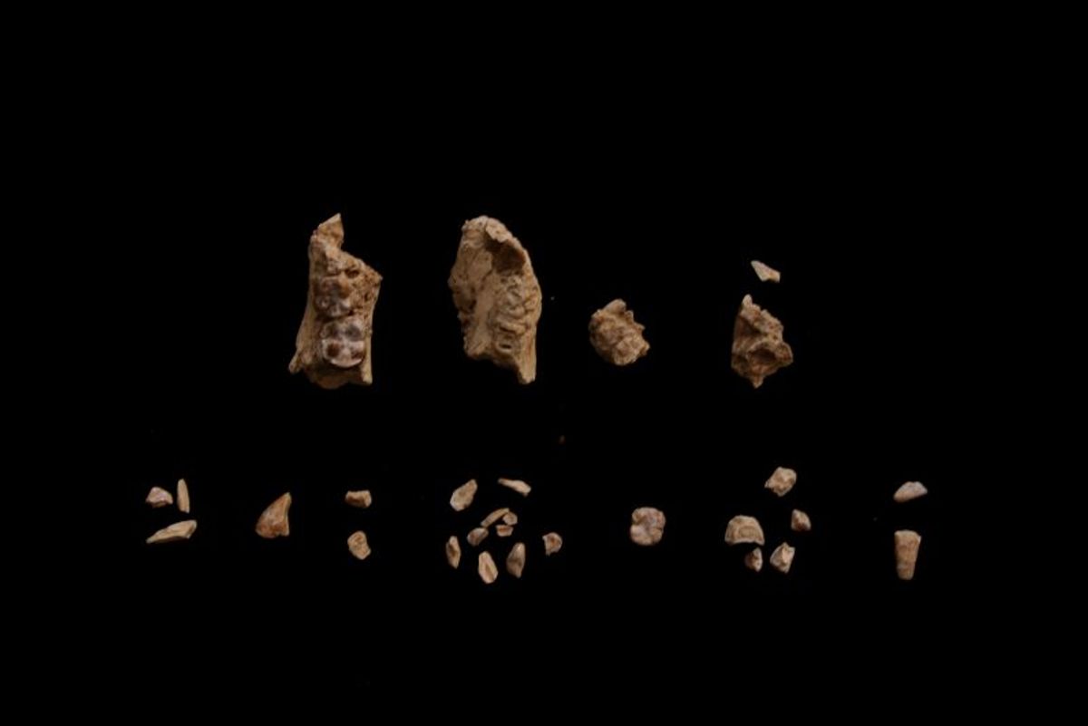 The Burtele Foot and Other Fossils Reveal How Two Hominin Species ...