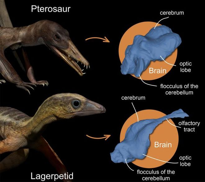 A 233-Million-Year-Old Fossil Reveals How Pterosaurs Learned to Fly ...