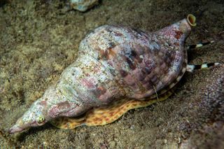 6,000 Years Later, Neolithic Seashells Made into Trumpets Still Work ...