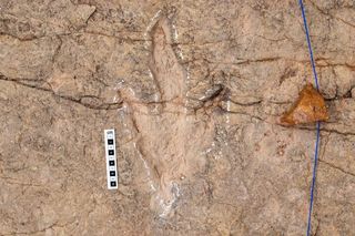 16,000 Fossilized Footprints Reveal South America's Forgotten Dinosaur ...