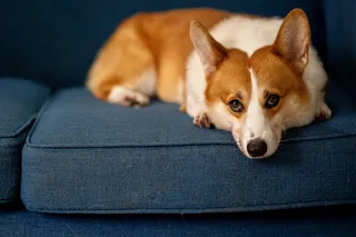 It's Rare, But a Lioness Can Grow a Mane | Discover Magazine