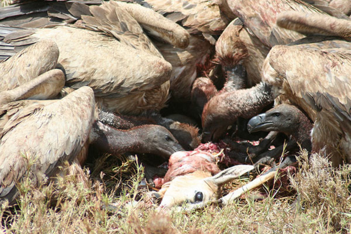 How Vultures Eat Human Bodies | Discover Magazine