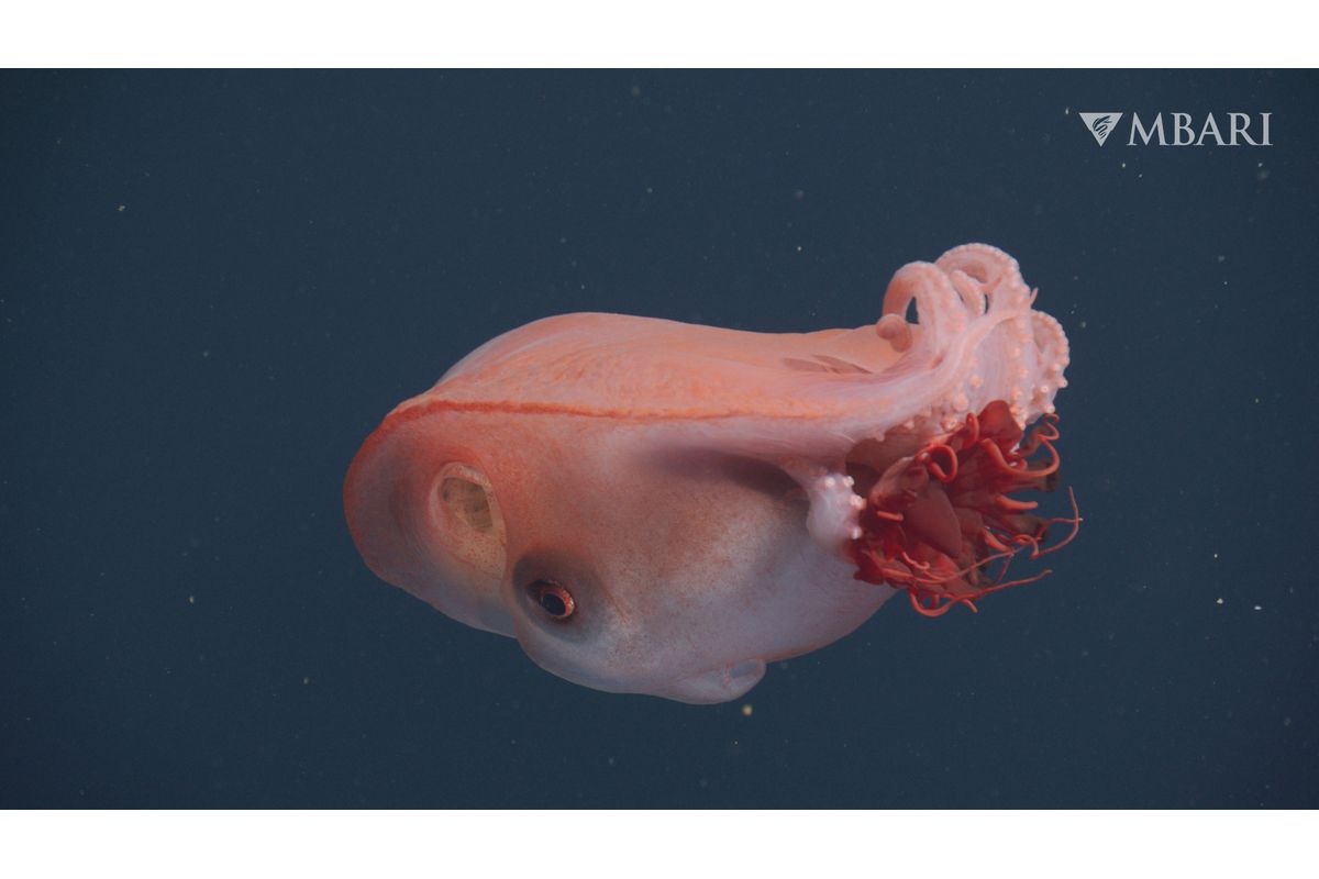 Rare Footage Reveals the Mysterious Seven-Arm Octopus Eating Its Prey ...