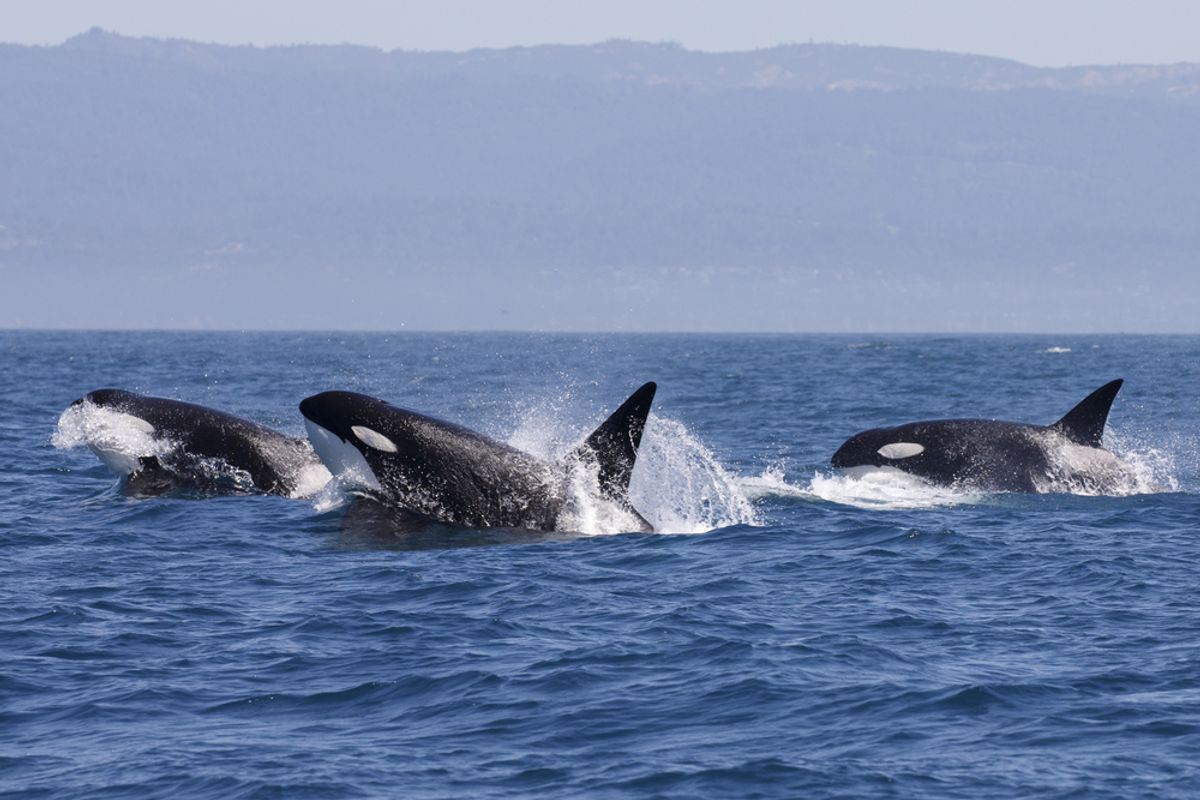 Why Some Orcas Stay Close to Home While Others Roam — And Rarely ...