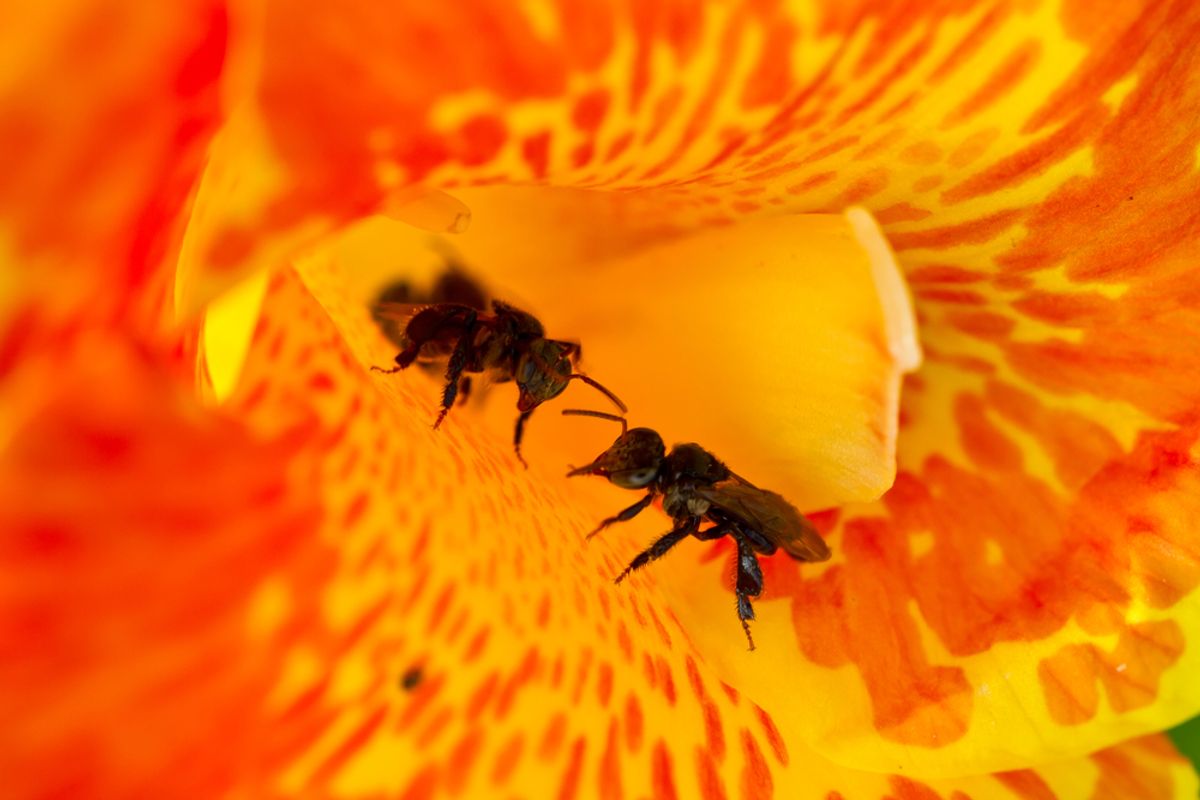 How Stingless Bees in the Amazon Became the First Insects With Legal ...