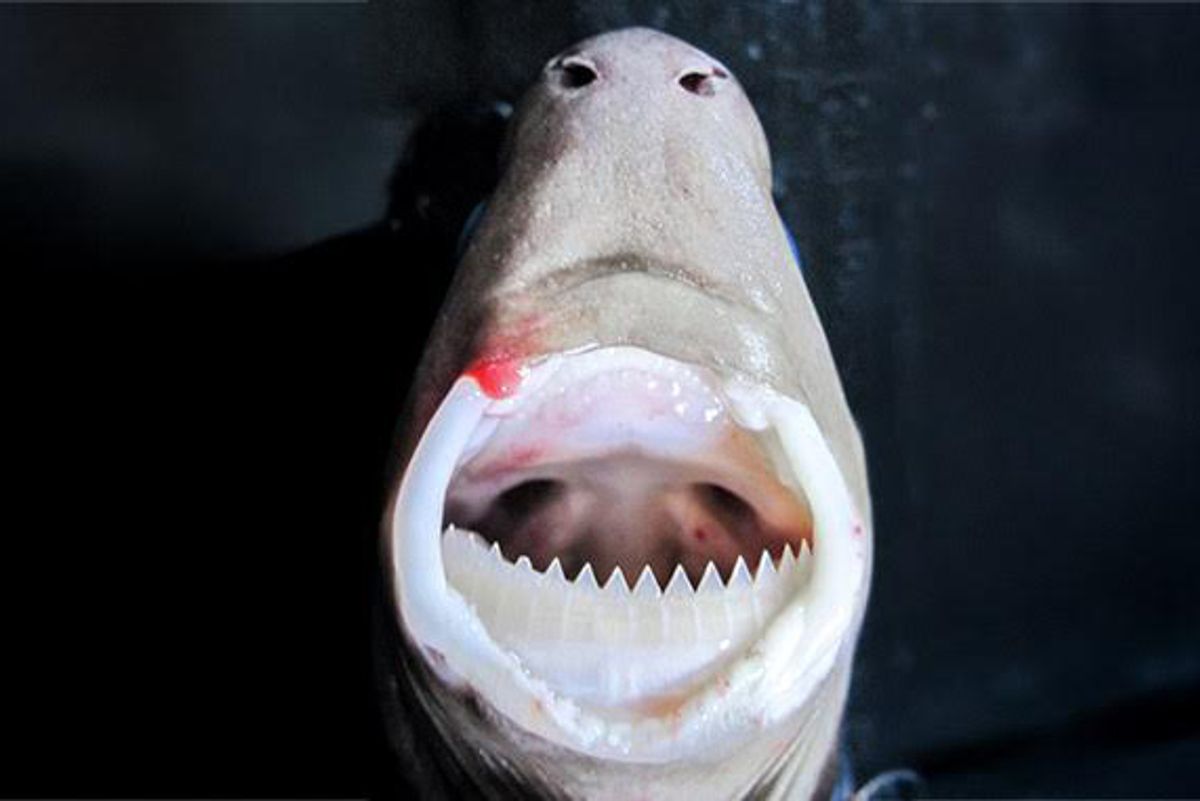 Rare and Elusive CookieCutter Shark Leaves a Round Wound in Its Prey ...