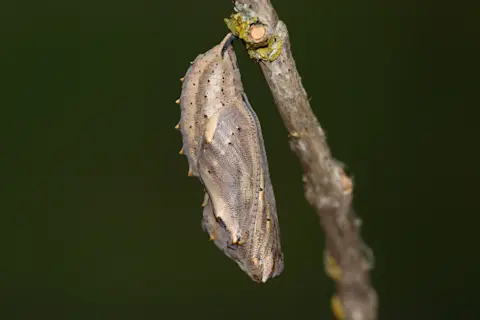 See Inside a Chrysalis as it Develops Into a Butterfly [Video ...