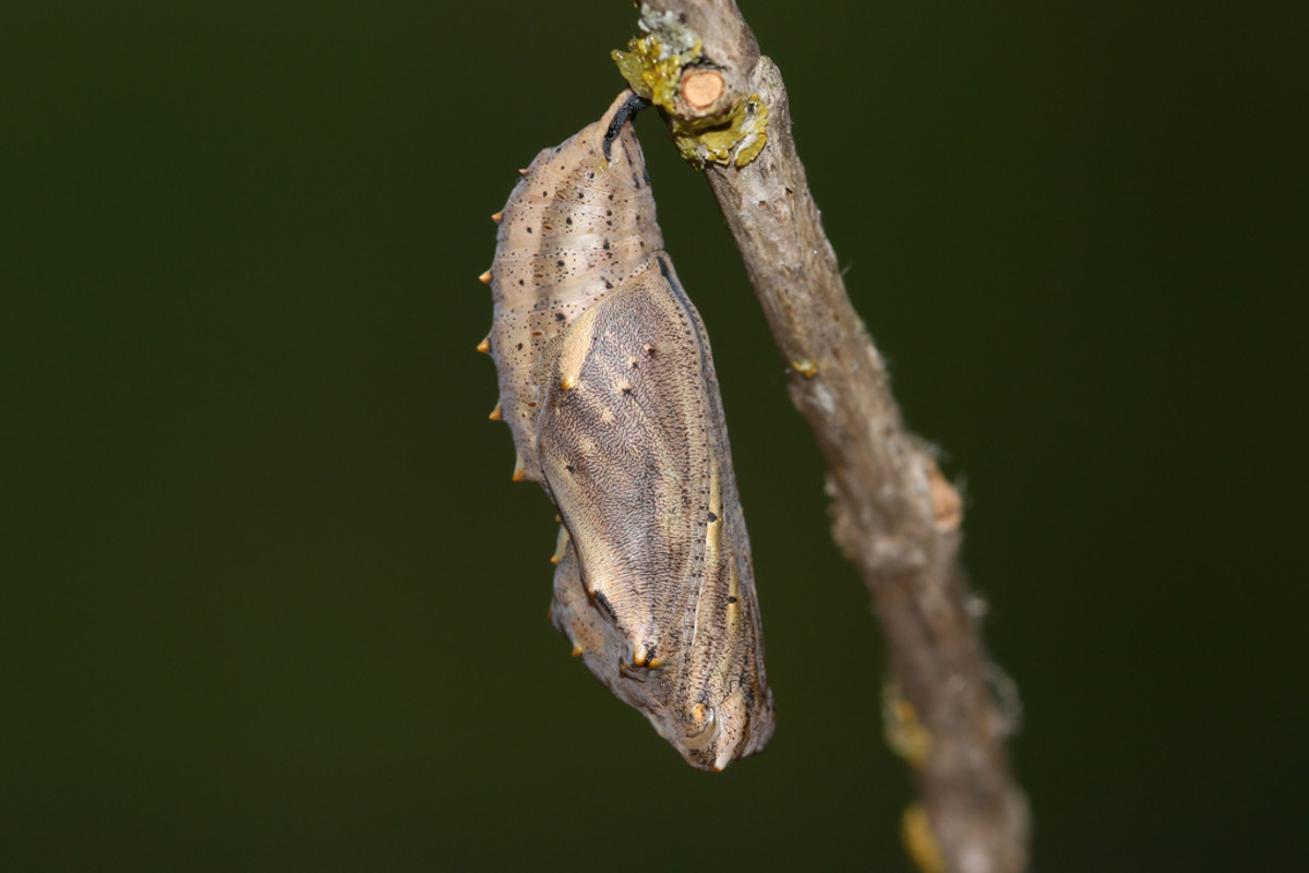 See Inside a Chrysalis as it Develops Into a Butterfly [Video ...
