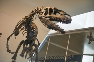 Tyrannosaurus Rex Took 40 Years to Grow Up, Fossil Bones Reveal ...