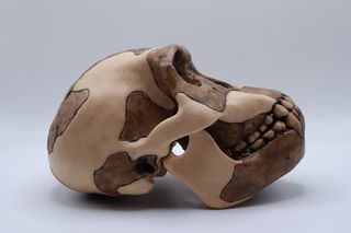 A 2-Million-Year-Old Skeleton Shows Early Humans Were Still Built for ...