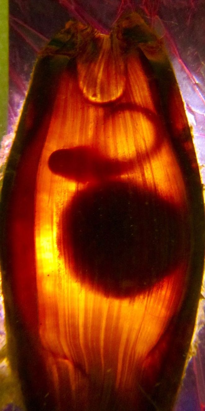 Walking Sharks Are Breaking the Rules of Evolution and Reproduction ...